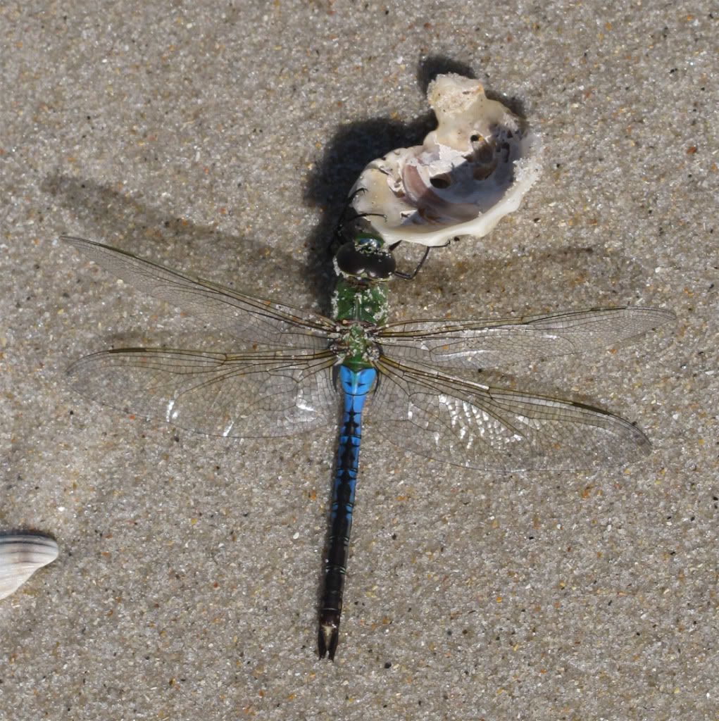 Another Gigantic Dragonfly Photo by MinkStudios | Photobucket